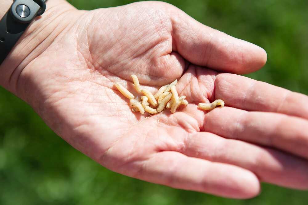 VIDEO: Gruesome Parasite Returns — FDA Moves Fast | Right is Right